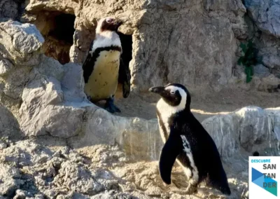 Mini zoo de la Magdalena | Parque Marino de Santander