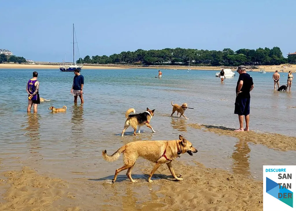 Las mejores playas para perros en Cantabria